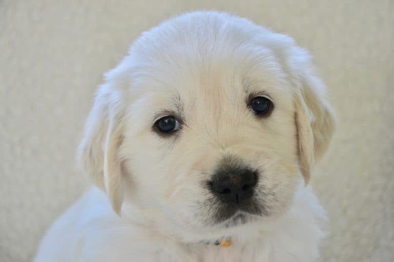 9 Reasons Why Your Puppy Is Crying (And How To Get Them To Stop ...