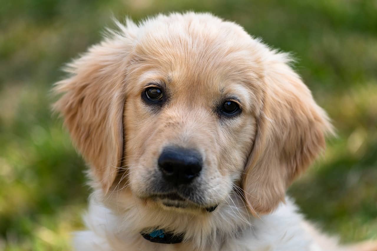 Golden Retriever Names 211 Of The Best Names For Your New Puppy