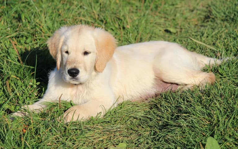 9 Reasons Why Your Puppy Is Crying (And How To Get Them To Stop ...