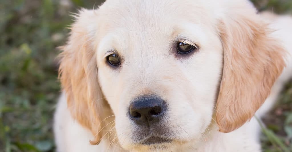 9 Reasons Why Your Puppy Is Crying (And How To Get Them To Stop ...