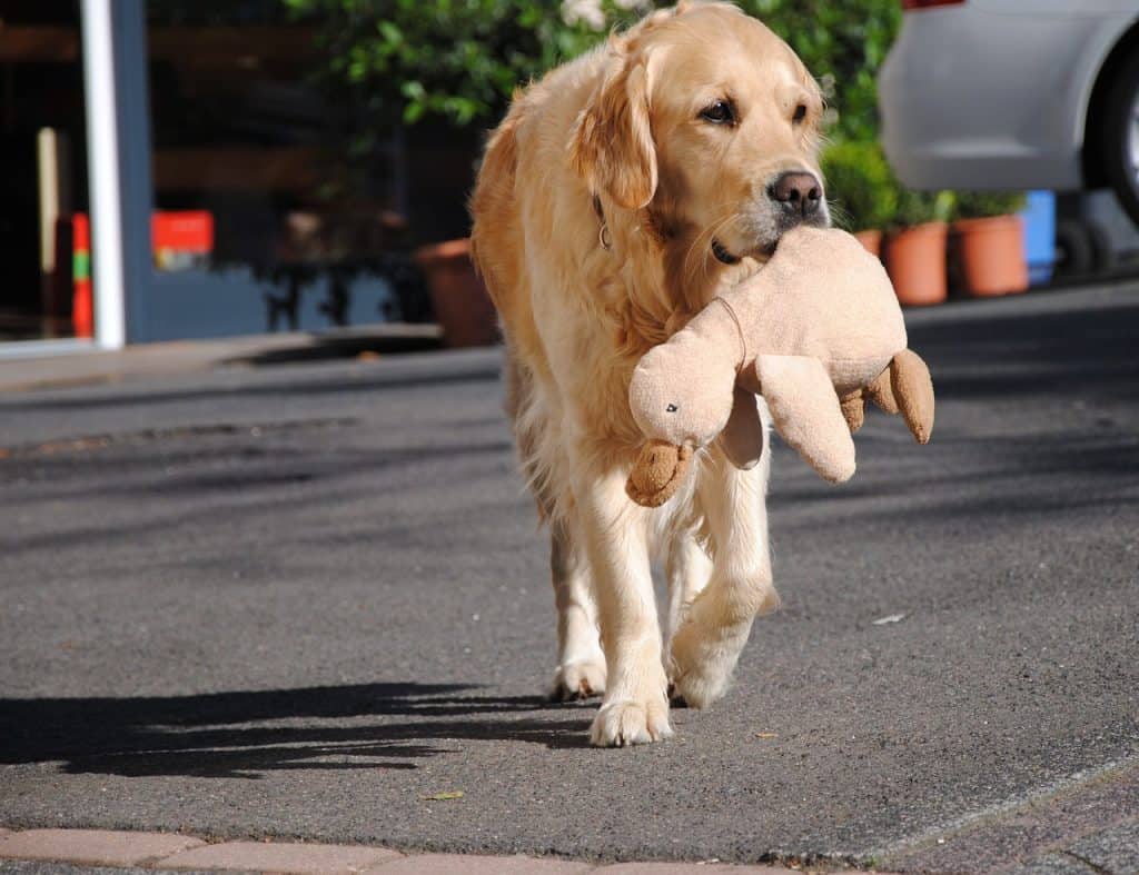 Golden Retriever Dog Breed: Everything You Need To Know About Owning ...