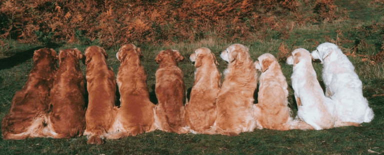 23 Facts About English Cream Golden Retrievers You Probably Didn’t Know ...