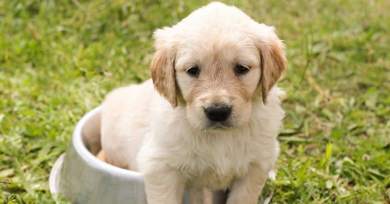 Best Food For Golden Retriever Puppies (And What NOT To Feed Them ...