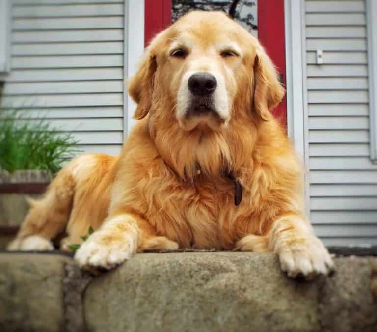 Field Golden Retriever vs. Show Golden Retriever (7 Differences ...