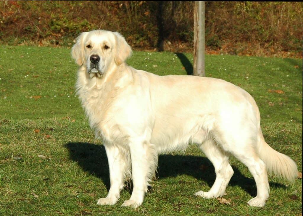 23 Facts About English Cream Golden Retrievers You Probably Didn’t Know ...