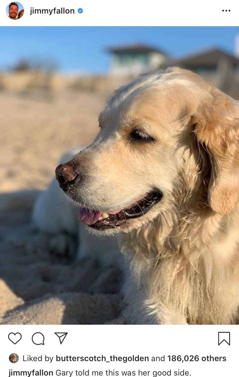 25 Celebrities With Golden Retrievers – Golden Hearts