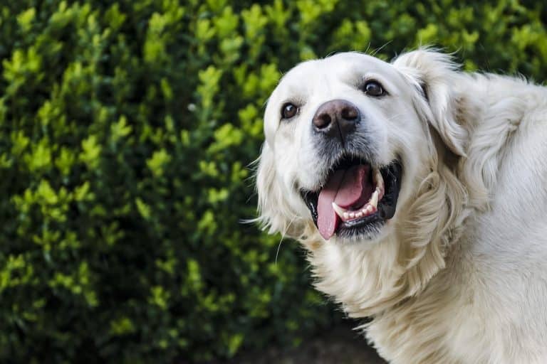 Are Golden Retrievers Smart? (Pros & Cons Of Having A Smart Dog ...