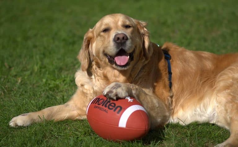 Golden Retriever Rescues In Florida (Adopt A Golden Retriever Near You ...