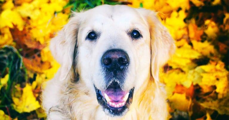 Common Golden Retriever Health Issues (And How To Prevent Them) – Golden Hearts