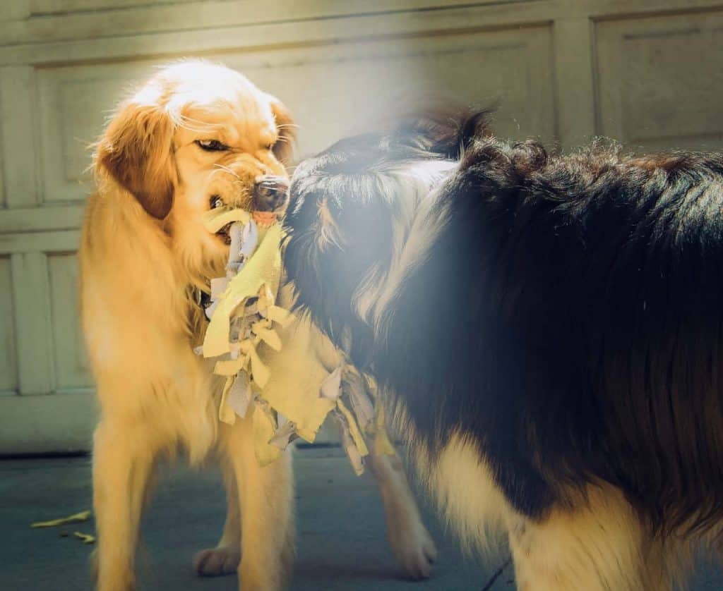 Golden Retriever Behavior Problems: Common Issues & How To Fix Them ...