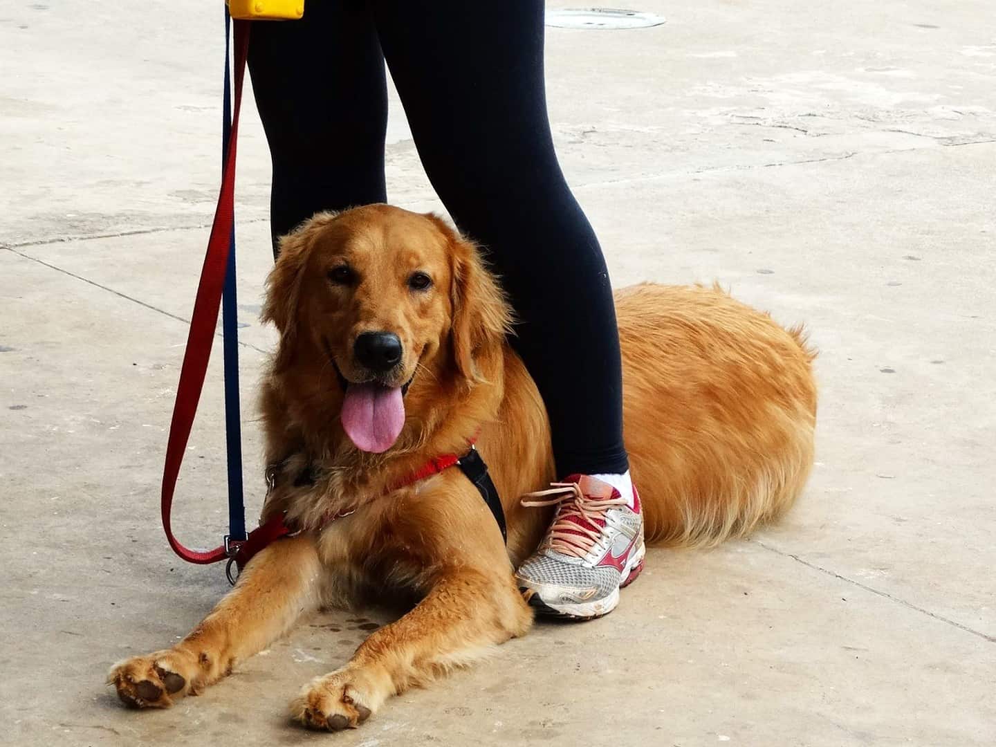 Are Golden Retrievers Easy To Train? (The Answer Might Surprise You ...