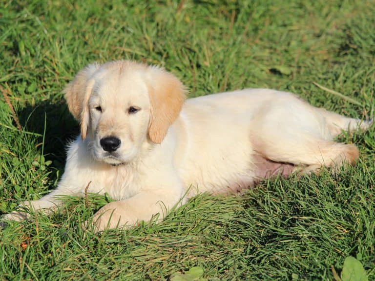 Are Golden Retrievers Easy To Train? (The Answer Might Surprise You ...