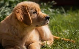 Golden Retriever Rescues In Ohio (Adopt A Golden Retriever Near You ...