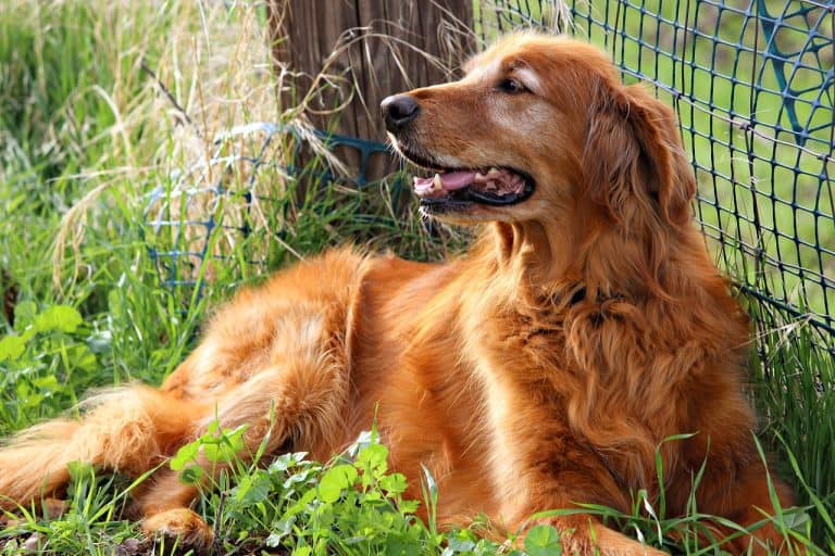 Golden Retriever Rescues In Michigan (Adopt A Golden Retriever Near You ...