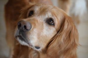 Golden Retriever Rescue In Indiana (Adopt A Golden Retriever Near You ...