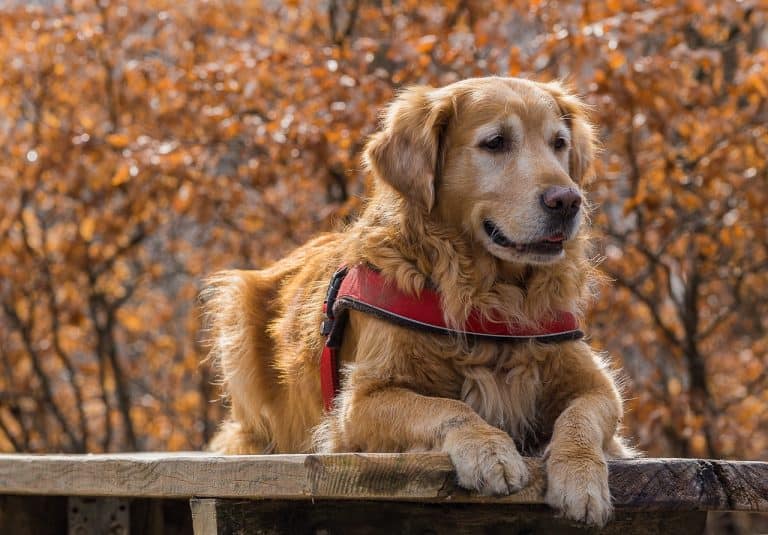 Golden Retrievers As Service Dogs (Training, Facts & Myths) – Golden Hearts