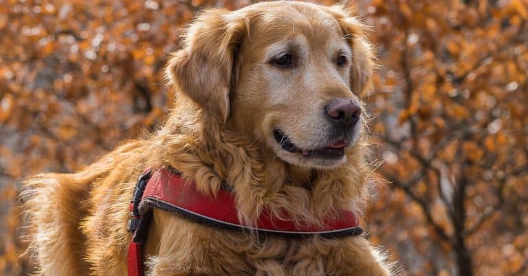 Golden Retriever Rescue In Kentucky (Adopt A Golden Retriever Near You ...