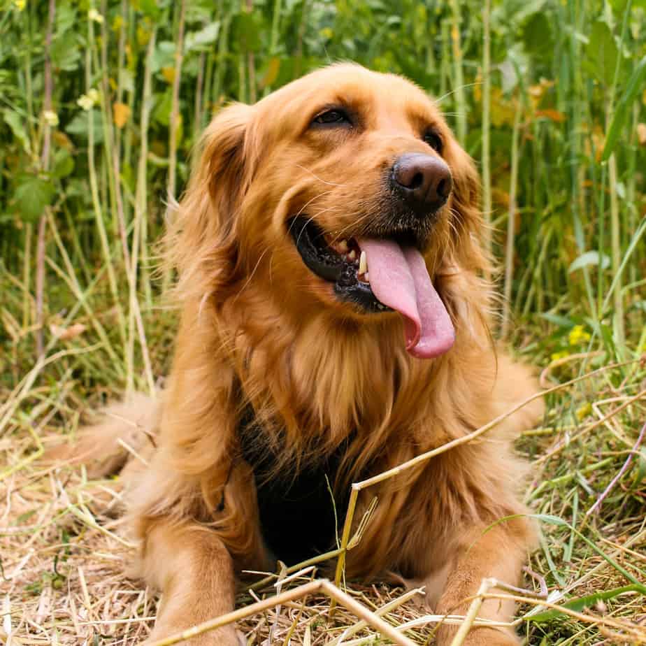 Golden Retriever Rescue In Utah (Adopt A Golden Retriever Near You ...