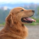 Golden Retriever Rescues In Arizona (Adopt A Golden Retriever Near You ...