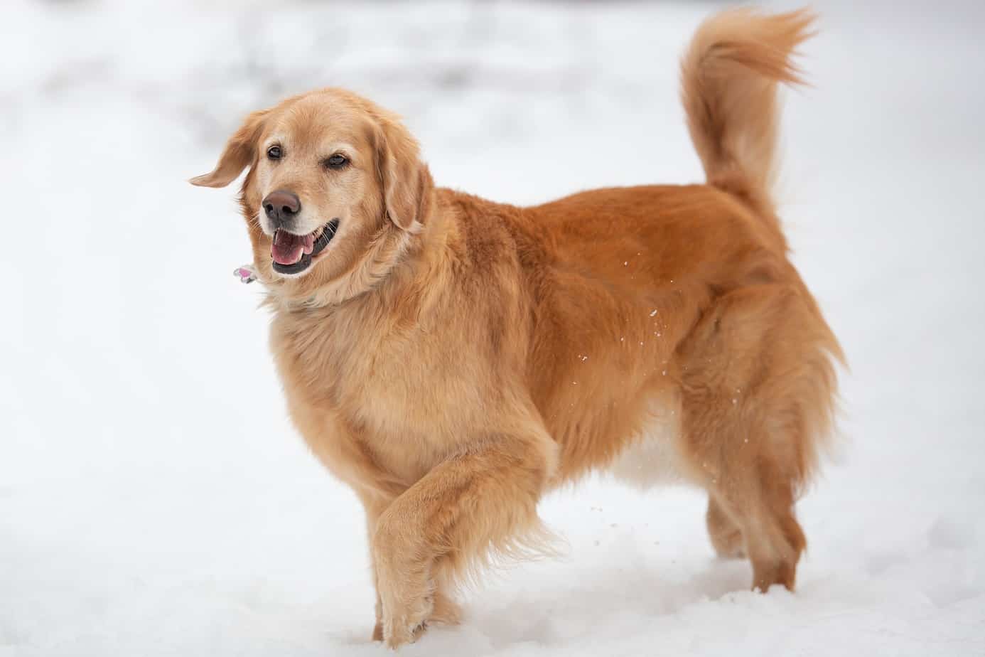 Golden Retriever vs. Border Collie: 16 Differences To Help You Choose ...