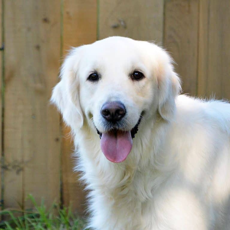 Golden Retriever vs. Boxer: 8 Differences Between Them – Golden Hearts