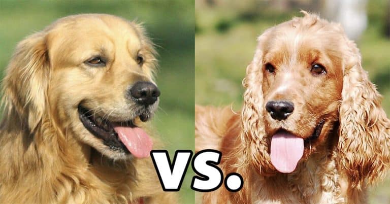 Golden Retriever vs. Cocker Spaniel: 9 Differences Between Them ...