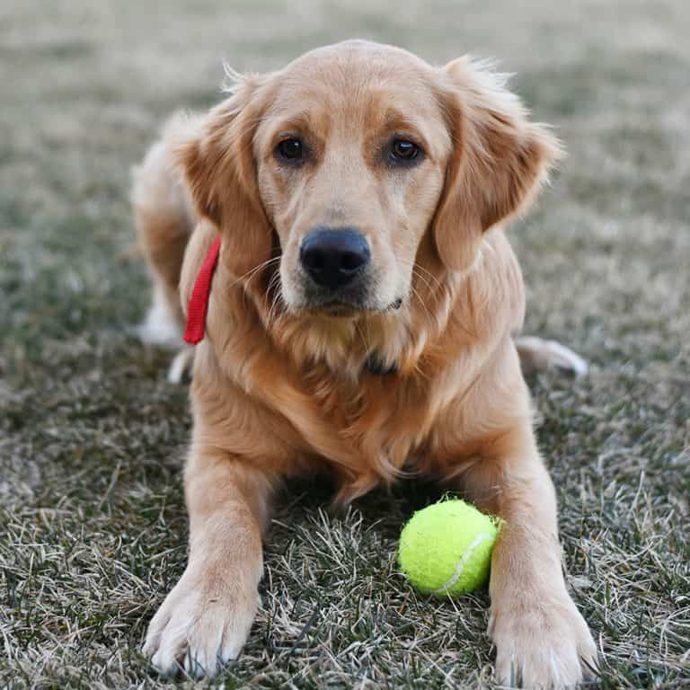 Why Golden Retrievers Are Good Family Dogs – Golden Hearts