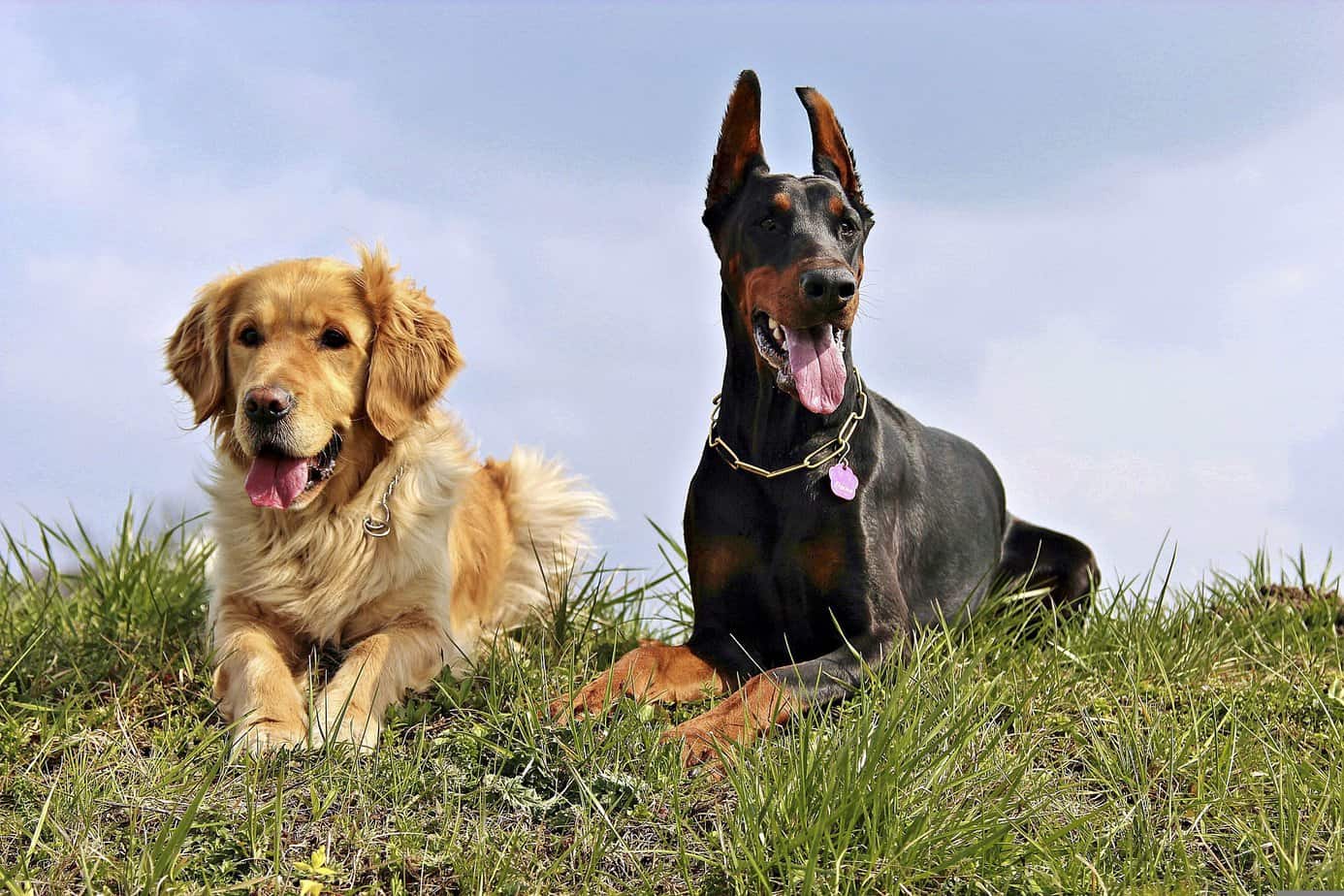 Golden Retriever vs. Doberman: 10 Differences Between Them – Golden Hearts