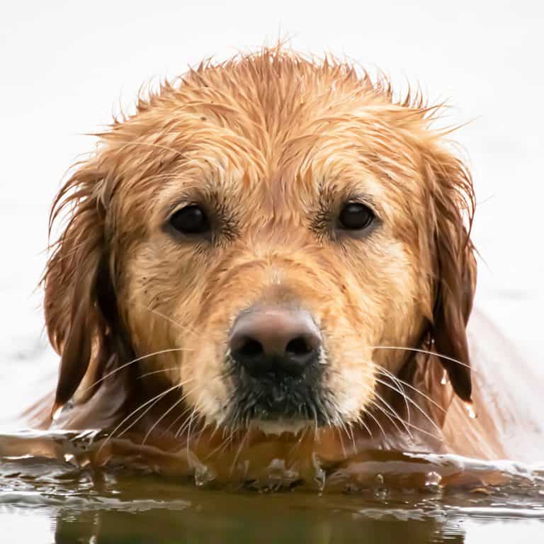 Golden Retriever vs. Doberman: 10 Differences Between Them – Golden Hearts