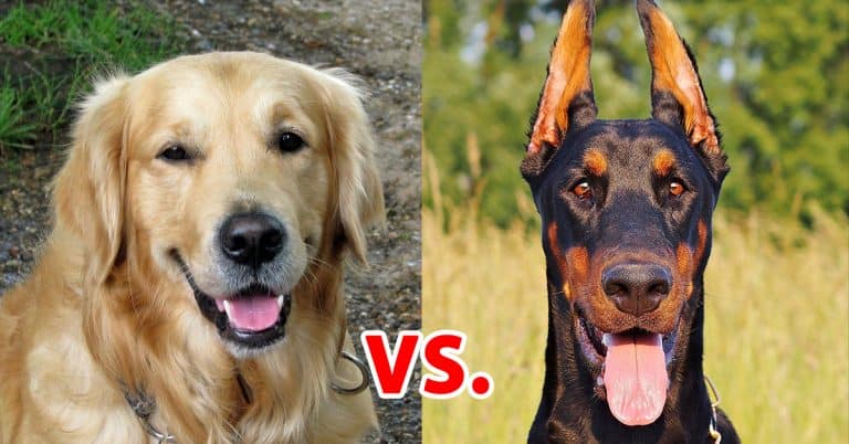 Golden Retriever vs. Doberman: 10 Differences Between Them – Golden Hearts