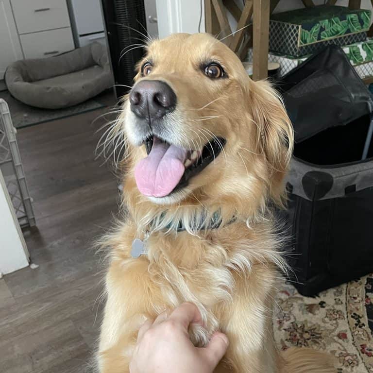 Why Golden Retrievers Smile – Golden Hearts