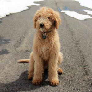 Goldendoodle: Beginner’s Guide To Golden Retriever Poodle Mix – Golden ...