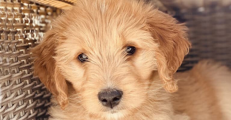 Goldendoodle: Beginner’s Guide To Golden Retriever Poodle Mix – Golden ...
