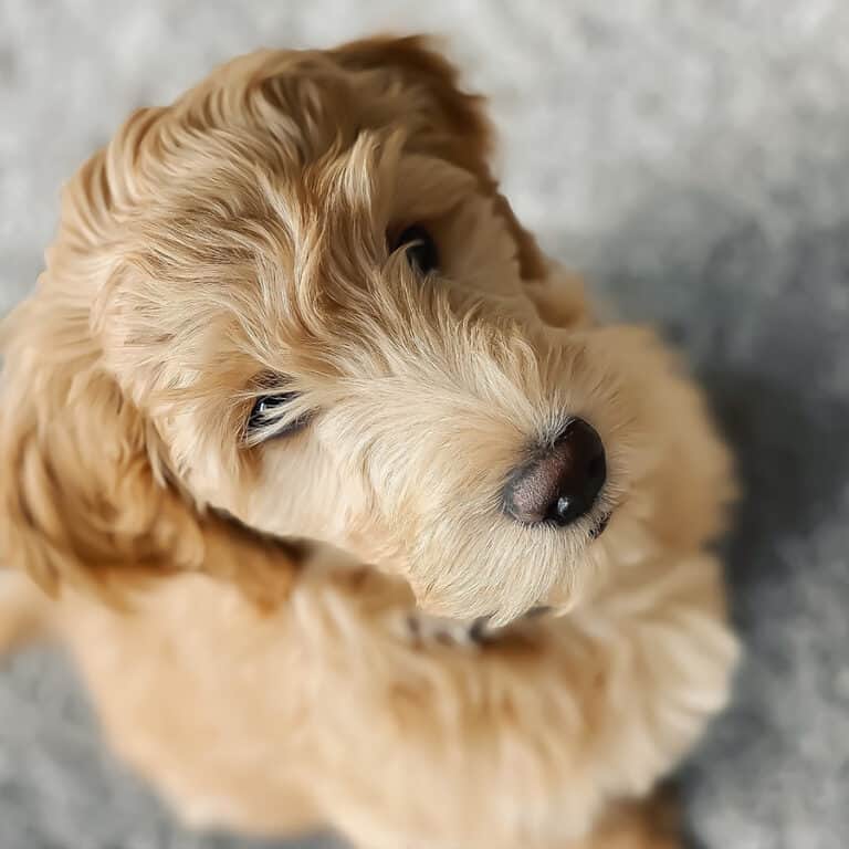 Goldendoodle: Beginner’s Guide To Golden Retriever Poodle Mix – Golden ...